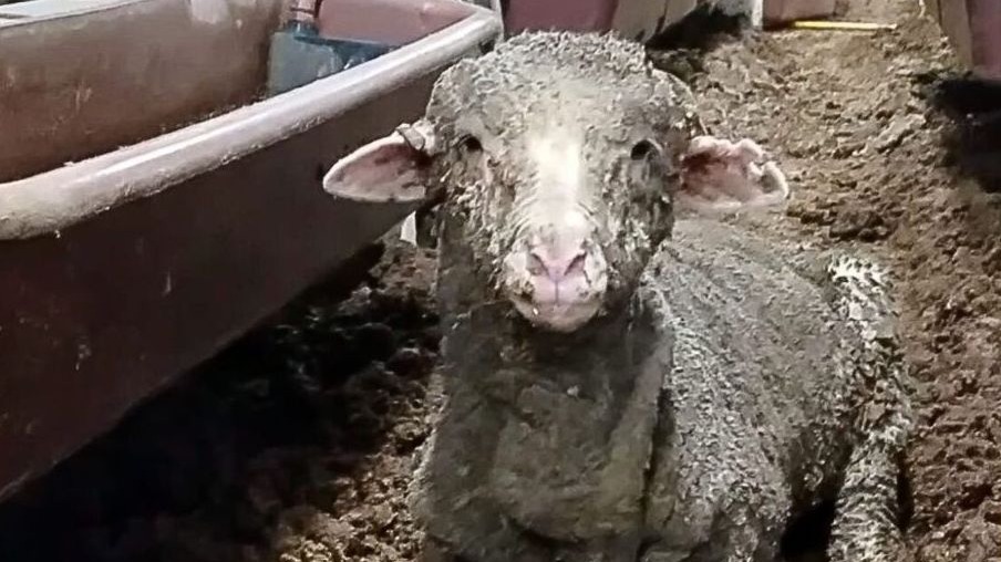 Keep The Sheep Off The Boats - Stop Live Export | Chuffed | Non-profit ...