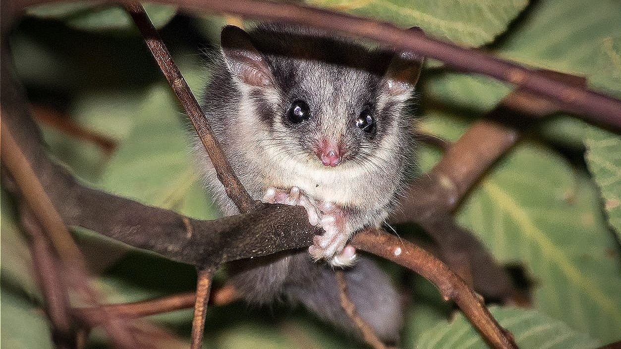 Possums again under threat from VicForests | Chuffed | Non-profit ...