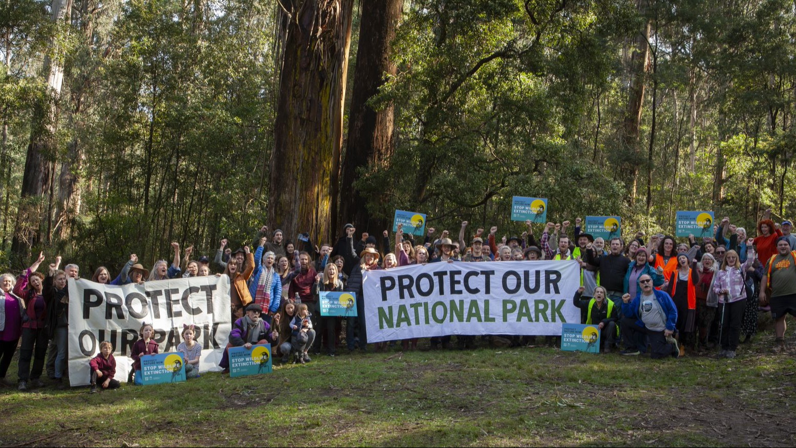 Support our campaign to stop rogue logging in Dandenong Ranges National ...