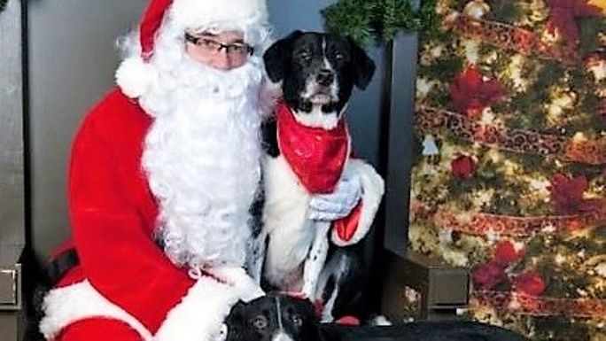 Secret Santa Paws | Chuffed | Non-profit charity and social enterprise ...