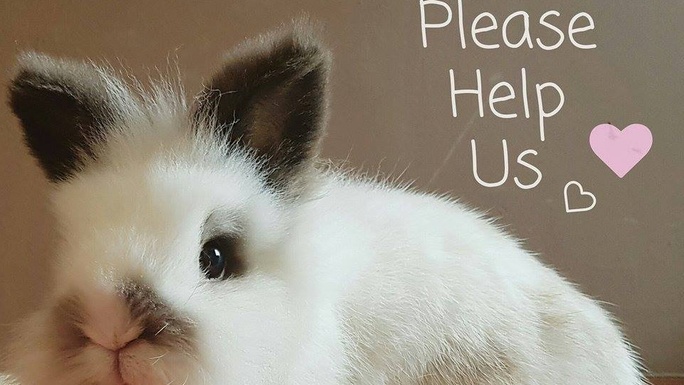 Help keep Urbun Sanctuary's rescue rabbits safe | Chuffed | Non-profit ...