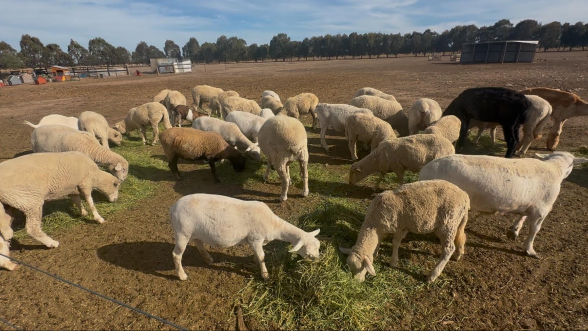 Surviving the drought alone | Chuffed | Non-profit charity and social ...