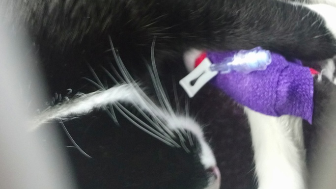 Please help my cat he is poorly and the vet bill is high | Chuffed ...