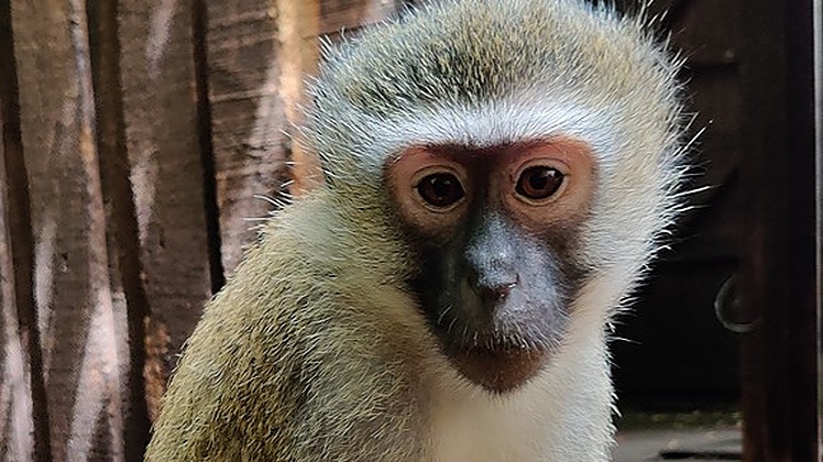 Help build monkeys a larger enclosure | Chuffed | Non-profit charity ...