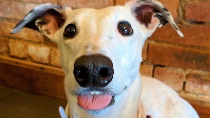 Saving Salty - a greyhound in need | Chuffed | Non-profit charity and ...
