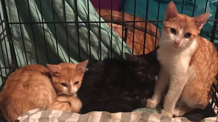 Fifty Shades of Tabby: TNR + Rescue for Community Cats | Chuffed | Non-profit charity and social ...