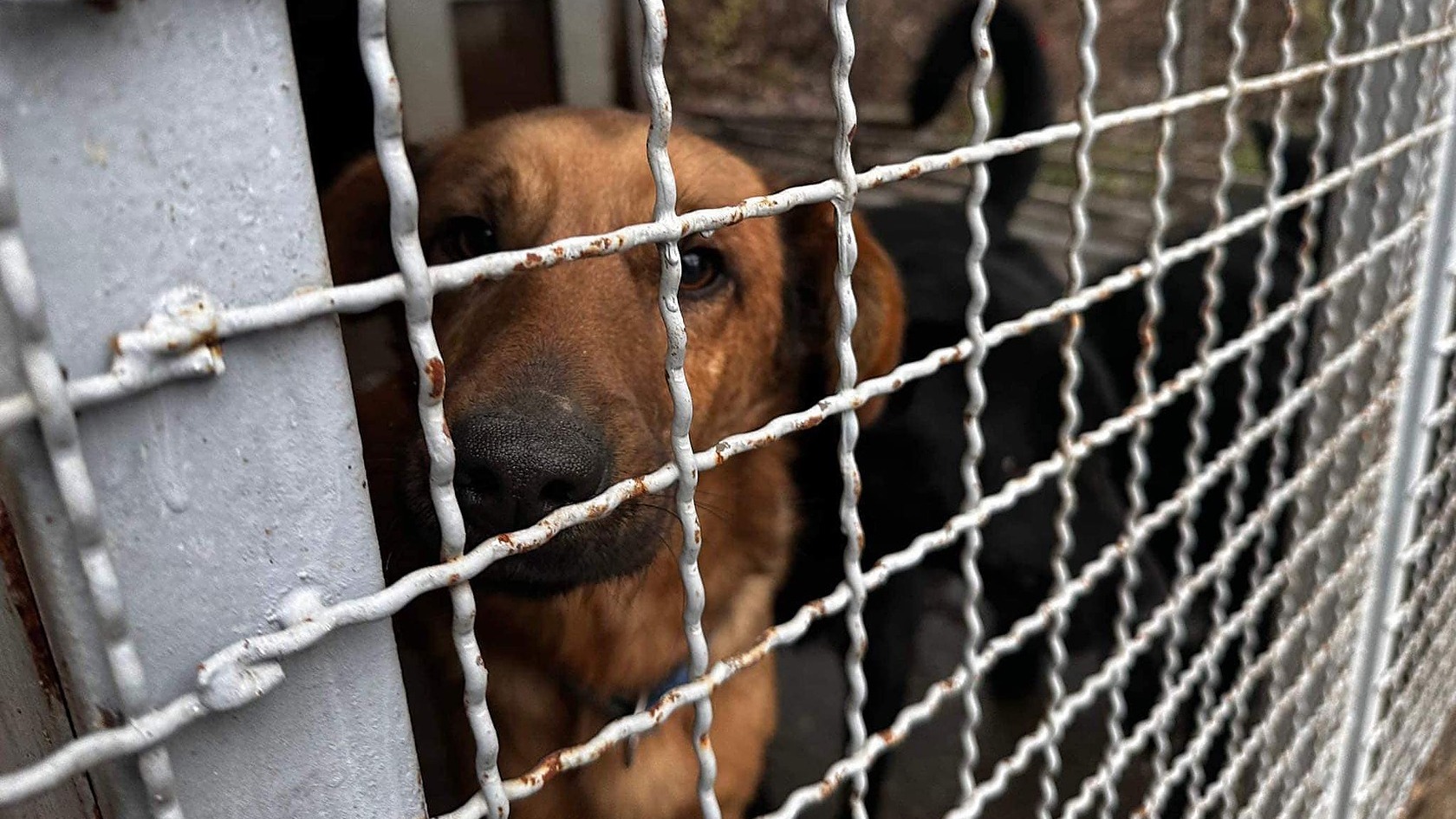 The broken souls in need of support ..... can you help them? | Chuffed ...