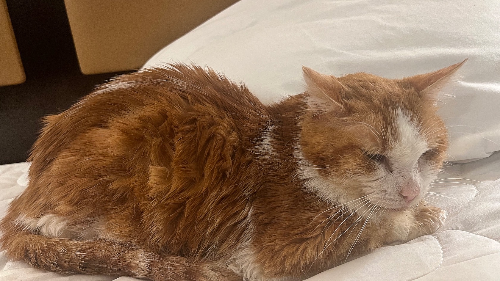 Please Help my baby cat Rossco | Chuffed | Non-profit charity and ...