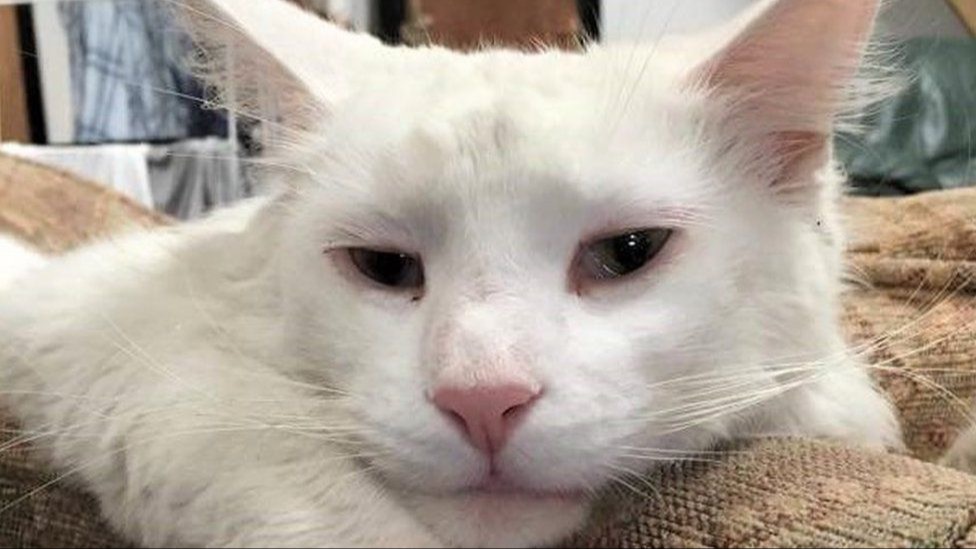 Willow The Cat | Chuffed | Non-profit charity and social enterprise ...