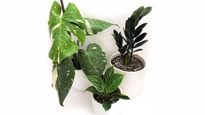 Fundraiser for Feeding Nunavut & Rare Plant Raffle | Chuffed | Non ...