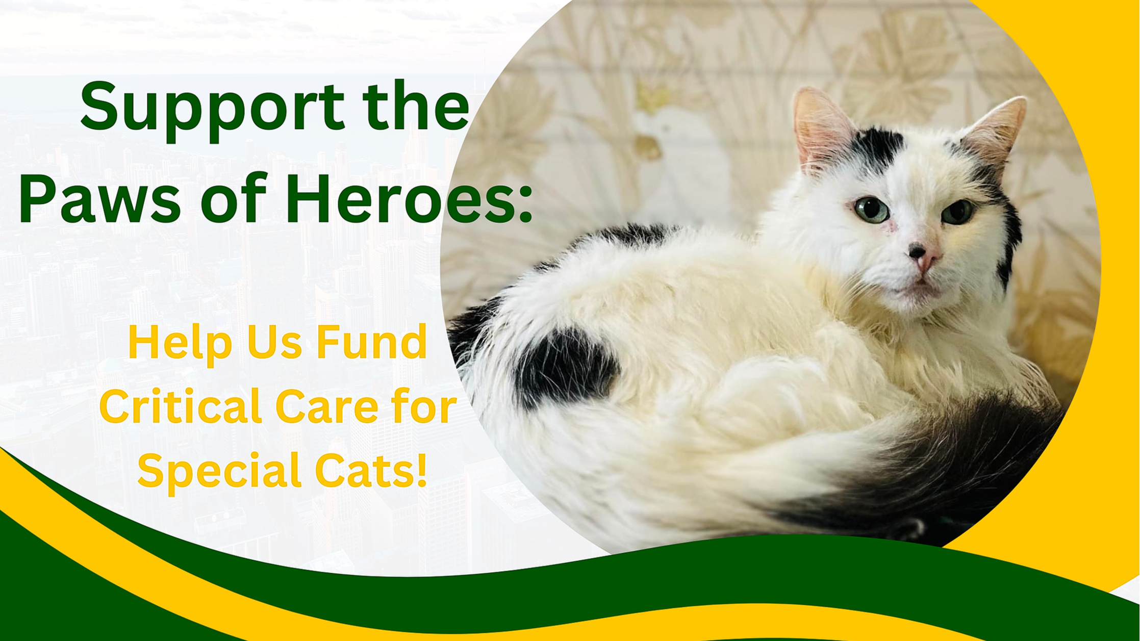 Support the Paws of Heroes: Help Us Fund Critical Care for Special Cats ...