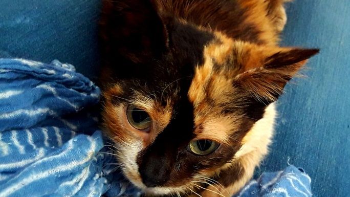 Pawsitive help for cats and kittens in need. | Chuffed | Non-profit ...