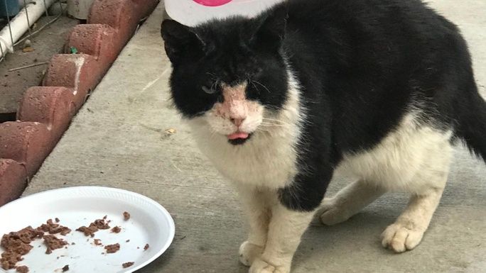 Feral Cats In Need Of Veterinary Care | Chuffed | Non-profit charity ...