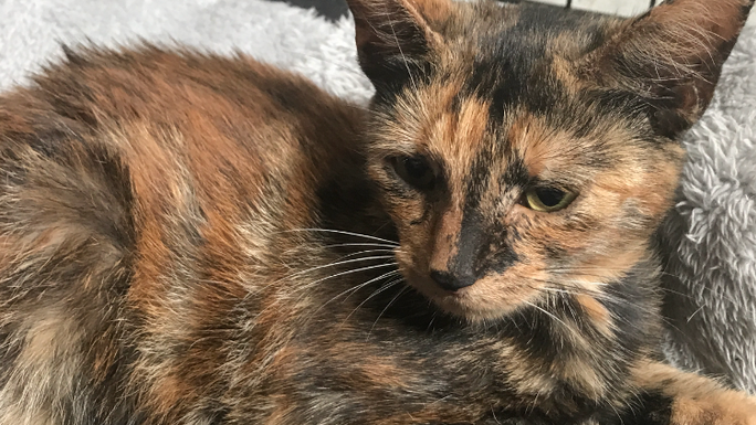 Stray cats fundraiser | Chuffed | Non-profit charity and social ...