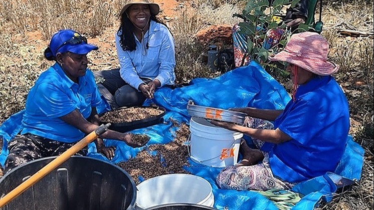 Help us grow the wattleseed harvest in 2024 | Chuffed | Non-profit ...