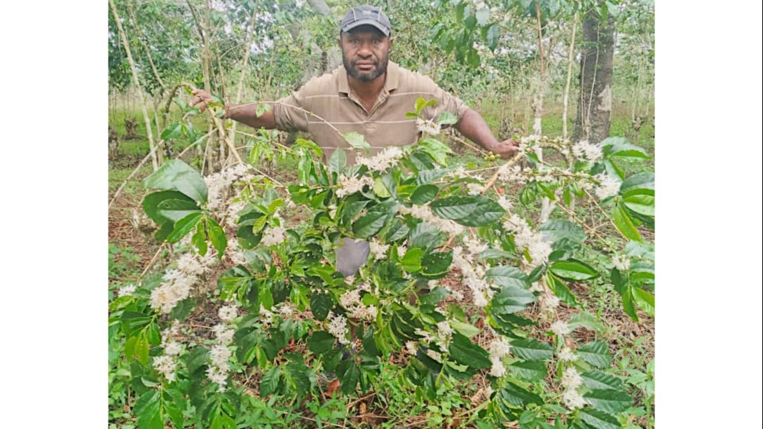 Papua New Guinea Coffee Farm Regeneration | Chuffed | Non-profit ...