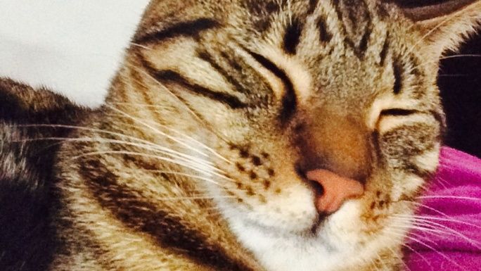 Cat Adoption Foundation | Chuffed | Non-profit charity and social ...