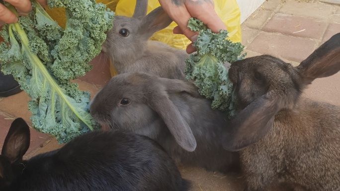 Rescued rabbits need help | Chuffed | Non-profit charity and social ...