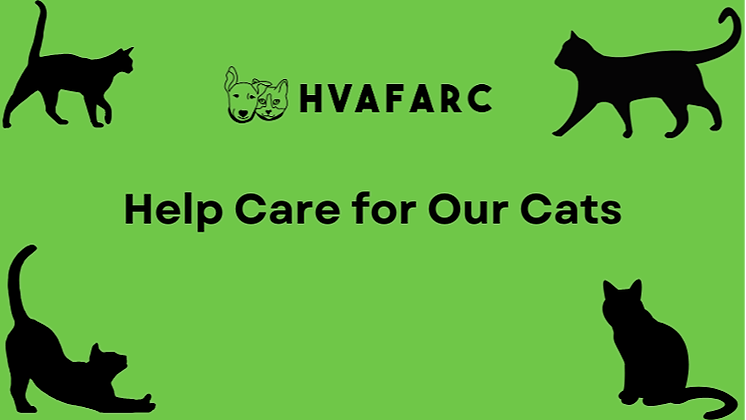 HVAFARC: Help Care for Our Cats | Chuffed | Non-profit charity and ...
