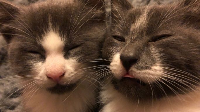 Melbourne Run: Maneki Neko Cat Rescue | Chuffed | Non-profit charity ...