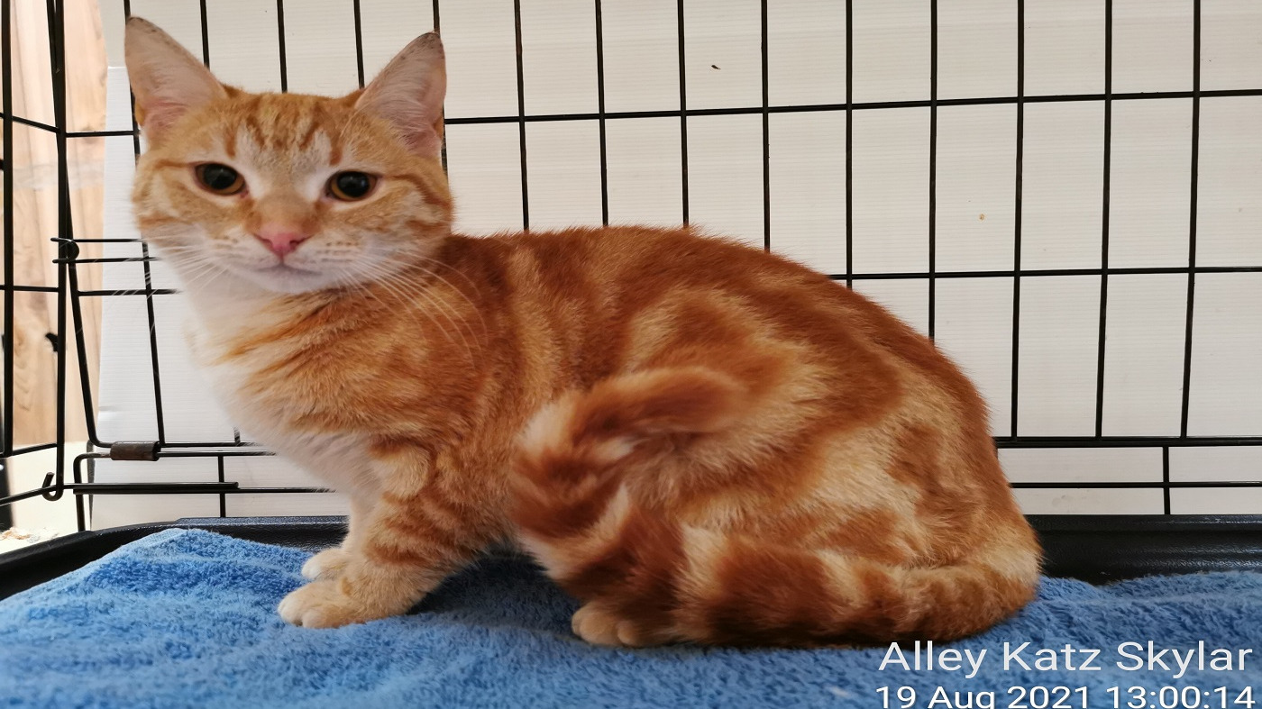 Give a homeless cat the title of a life time! | Chuffed | Non-profit ...