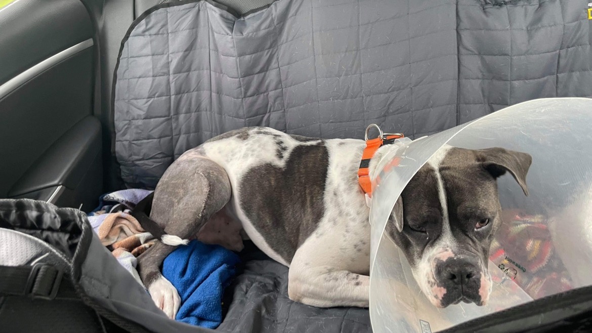 Hank's vet surgery fundraiser | Chuffed | Non-profit charity and social ...