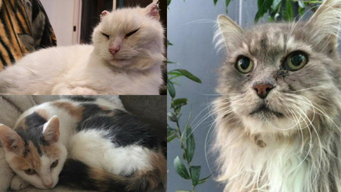 Help the Hyperthyroid Cats | Chuffed | Non-profit charity and social ...