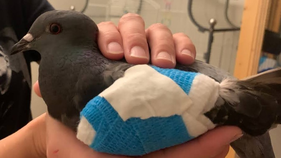 Help Us Build an Aviary So We Can Rescue More Pigeons! | Chuffed | Non ...