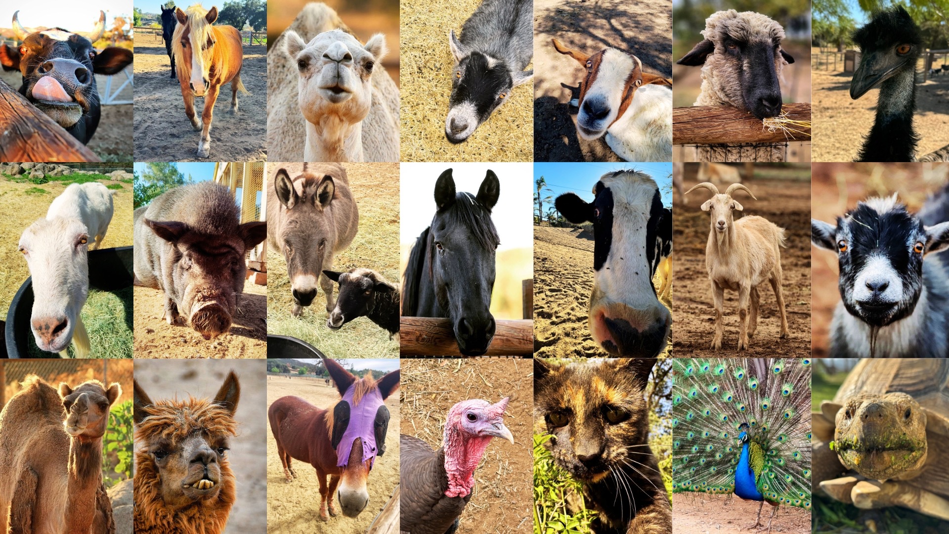 Save Our Sanctuary: URGENT Call For Support | Chuffed | Non-profit charity and social enterprise ...