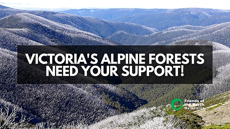 Victoria's Alpine forests need your support! | Chuffed | Non-profit ...