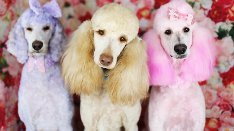 Standard Poodle Sanctuary | Chuffed | Non-profit charity and social ...