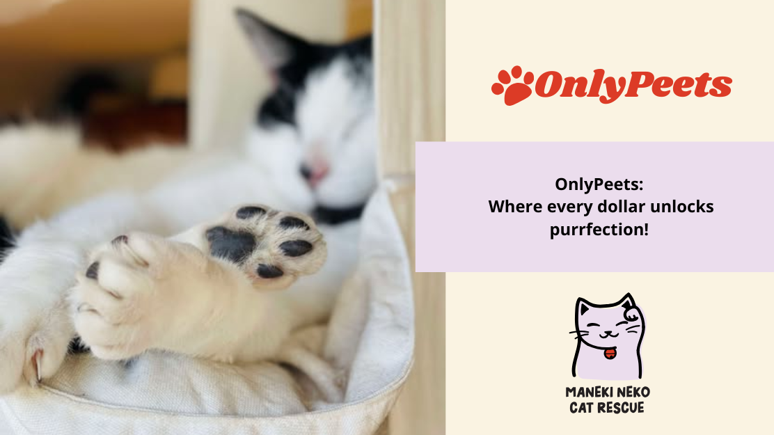 OnlyPeets – A Toe-tally Pawsome Fundraiser for Maneki Neko Cat Rescue ...