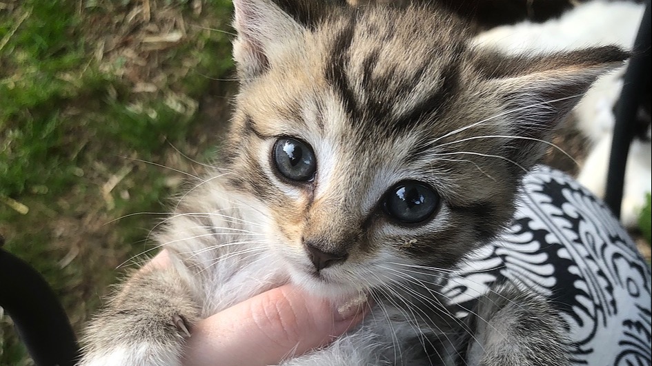 Sunflower Rescue Spay & Vaccinate 2 Momma Cats | Chuffed | Non-profit ...
