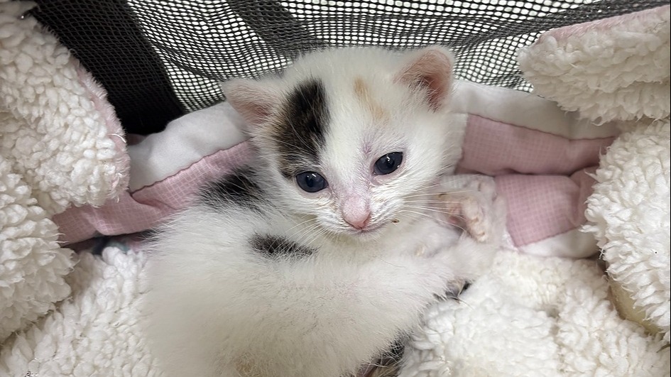 Payment | Chuffed | Non-profit charity and social enterprise fundraising