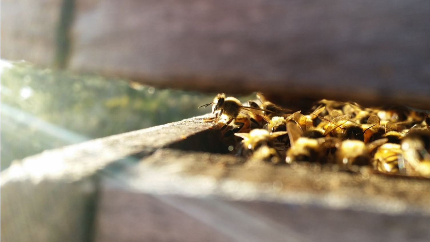 Help us study the honey bee gut microbiome to save the bees | Chuffed ...