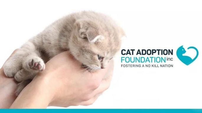 Raising Money for the Cat Adoption Foundation Inc. | Chuffed | Non ...