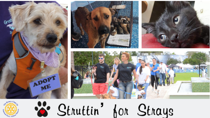 Struttin' for Strays Walk | Chuffed | Non-profit charity and social ...