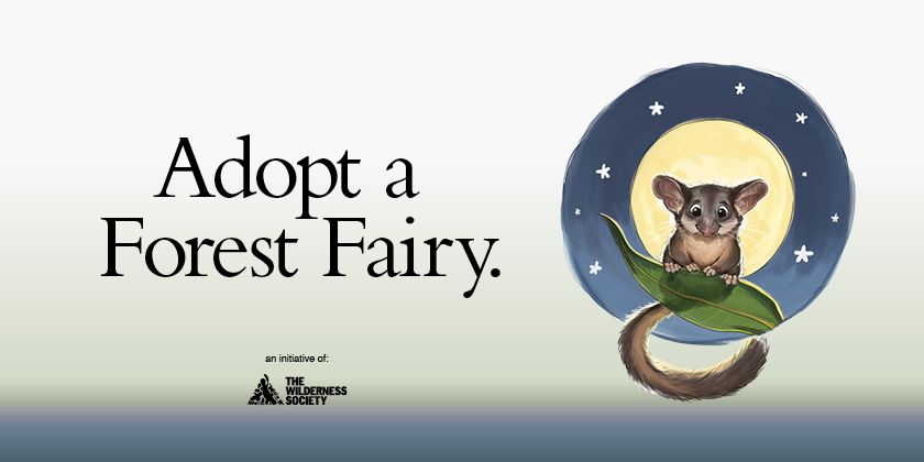 Adopt A Forest Fairy | Chuffed | Non-profit charity and social ...