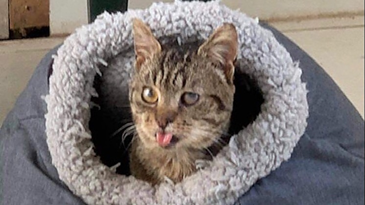 FOR THE LOVE OF GUS | Chuffed | Non-profit charity and social ...