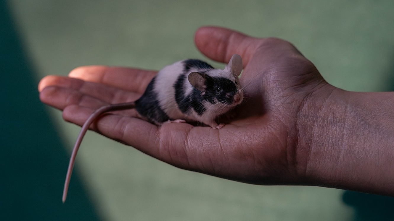 Hundreds of neglected mice saved: funds needed for vet care | Chuffed ...