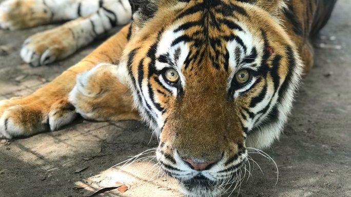 Level 5 Internship at Big Cat Rescue | Chuffed | Non-profit charity and ...