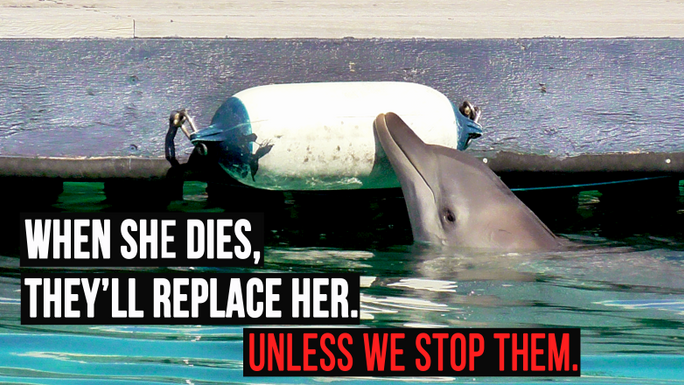 Take on Sea World with powerful ads against dolphin captivity ...