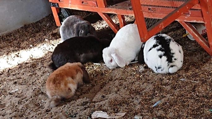 Mandurah Emergency Rabbit Rescue | Chuffed | Non-profit charity and ...