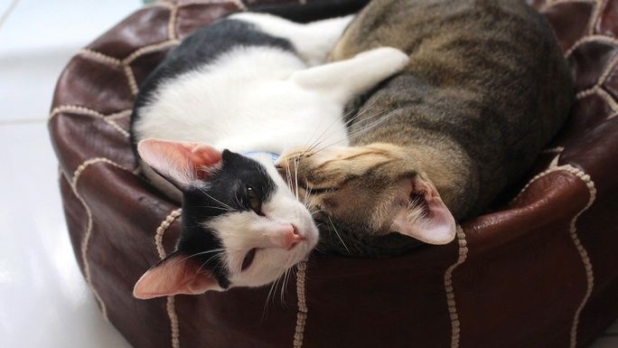 Ministry of Cat's Covid-19 Support Fund | Chuffed | Non-profit charity ...