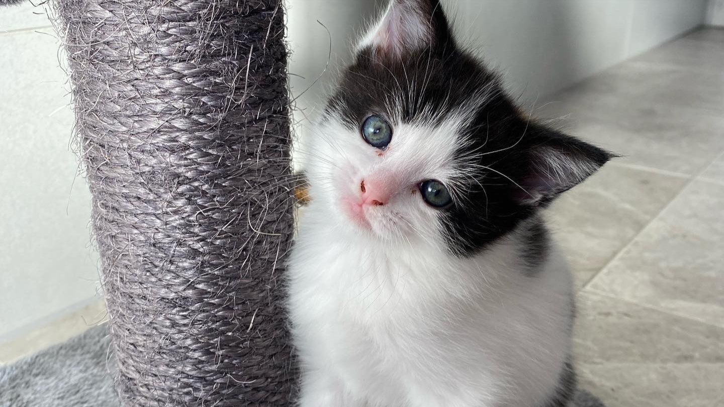 Save The Barn Cats Project - Recovery Fund | Chuffed | Non-profit ...