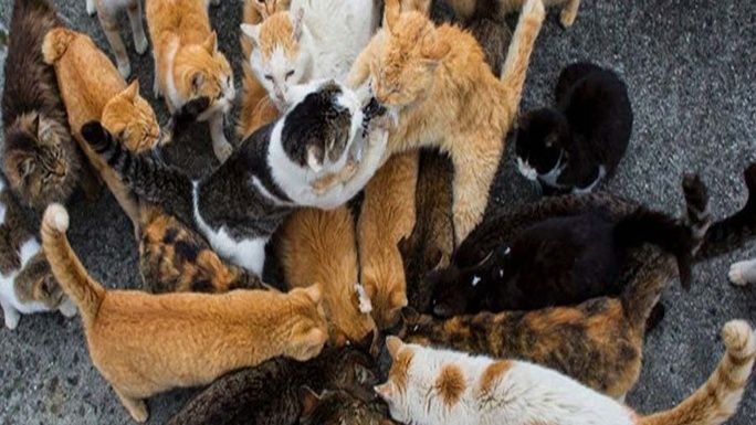 Support Homelless Cat Dog | Chuffed | Non-profit charity and social ...