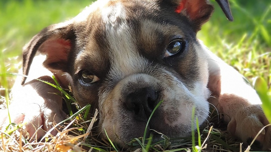 Help save Ray Ray the blind bulldog rescue pup | Chuffed | Non-profit ...