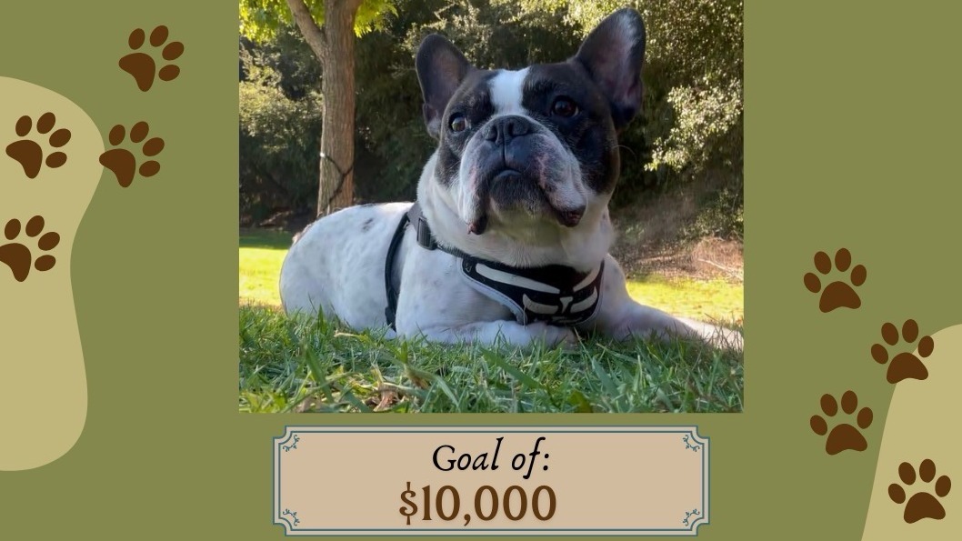 Support Pumpkins Fight Against Nasal Cancer | Chuffed | Non-profit ...