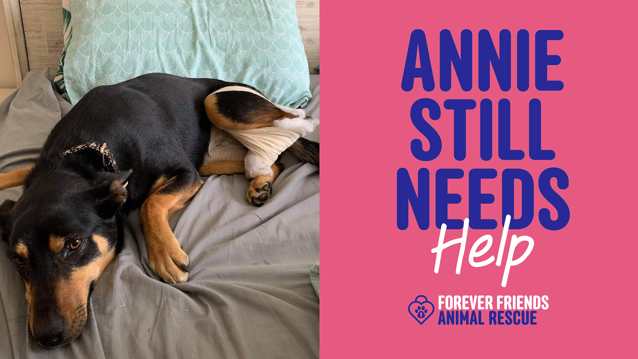 Help Annie Live Pain-free! | Chuffed | Non-profit charity and social ...