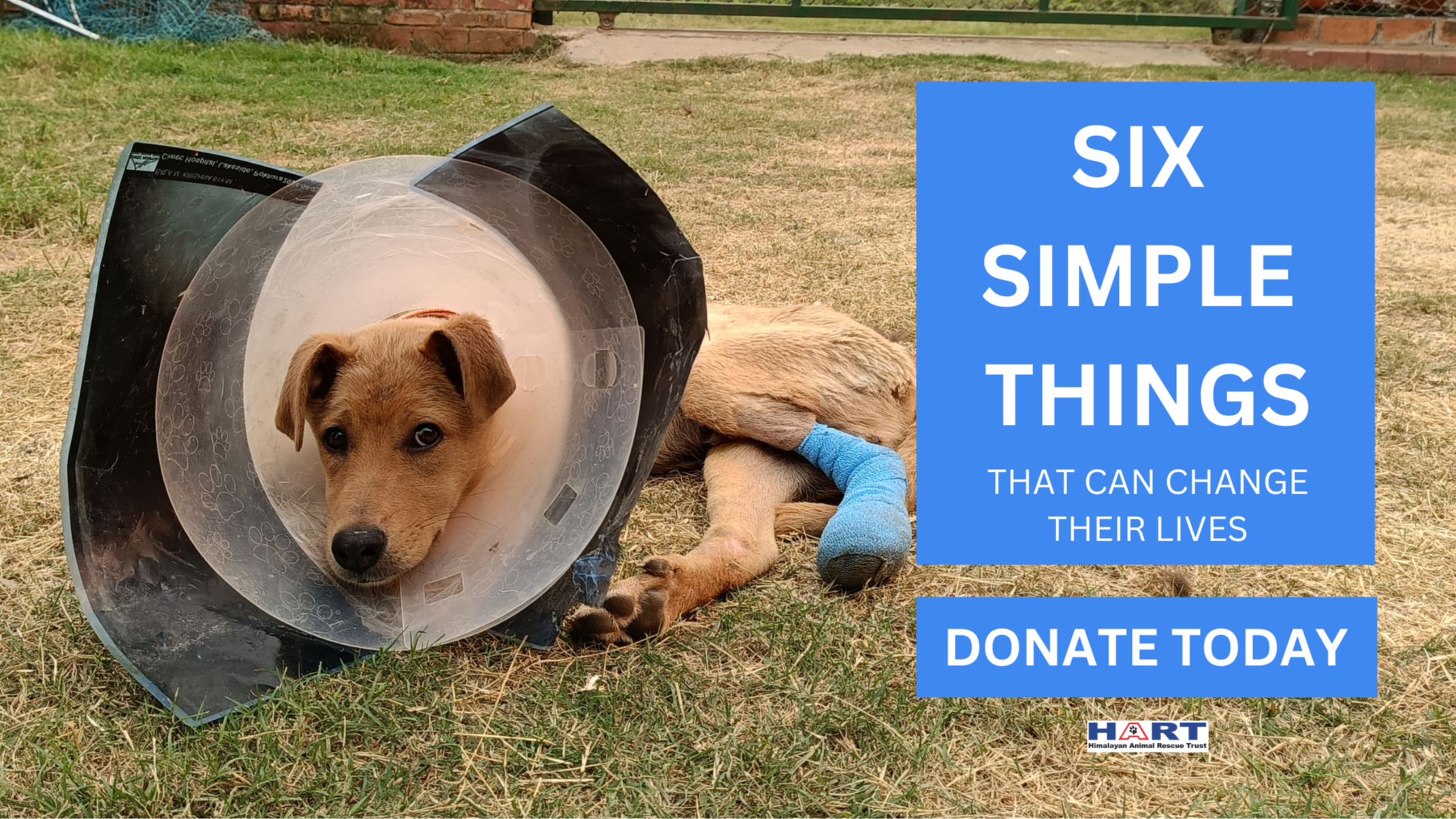 Howling For Help - Aid HART in Healing Street Dogs of Nepal | Chuffed ...